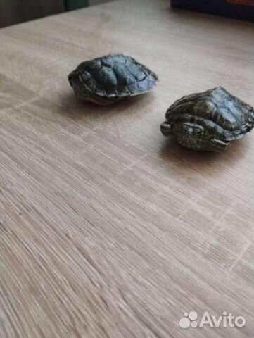 Черепахи