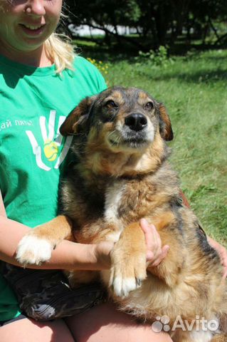 Собака Хочет домой