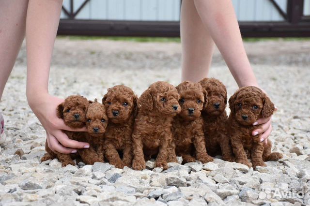 Щенки пуделя РКФ