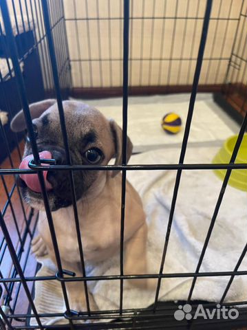 Франзуский бульдог