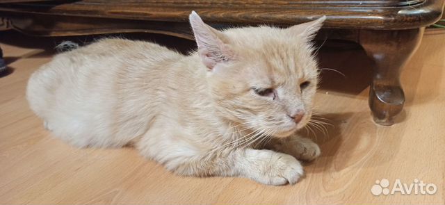 Рыжий грустный котик Ваня в добрые руки