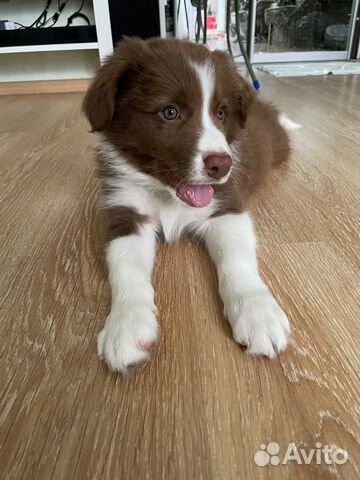 Щенки Бордер Колли