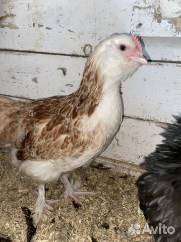 Инкубационное яйцо