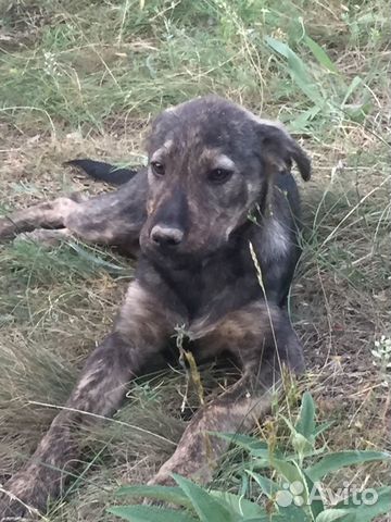 Собака в добрые руки отдам бесплатно