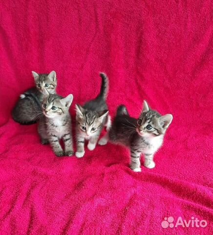 Котята в добрые руки даром