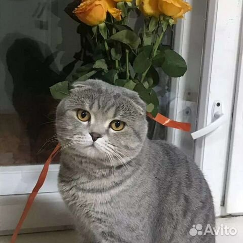 Шотландский кот вязка