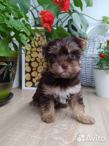 Мальчик шоколадный Йорк