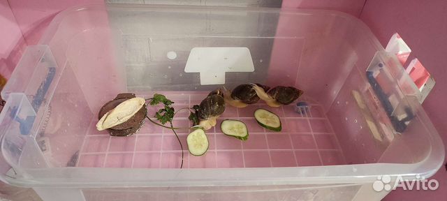 Улитки ахатины