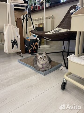 Шотландская кошка скотиш страйт