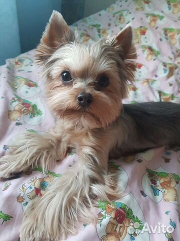 Йоркширский терьер мини вязка