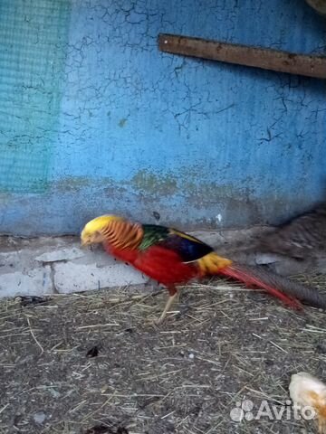 Фазаны и павлины