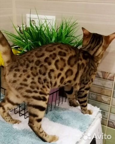 Бенгальские котята, девочка Софиюшка