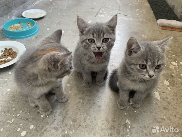 Котята в добрые руки бесплатно