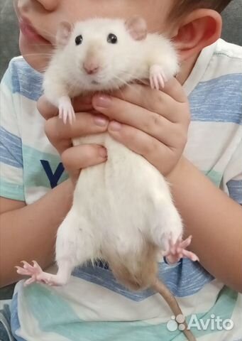 Крыски с клеткой