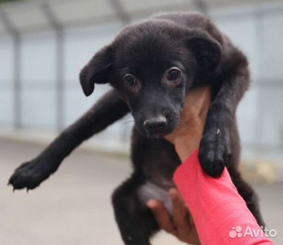 Смоки - метис в квартиру