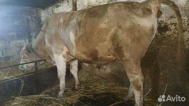 Бык сементал