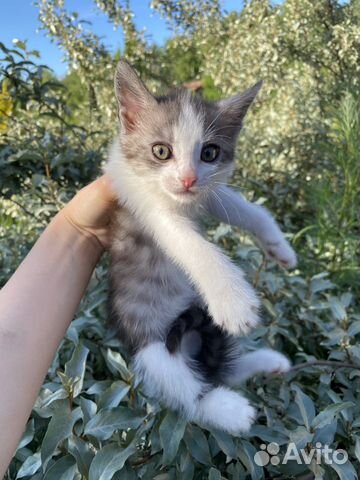 Абель в поисках мампап