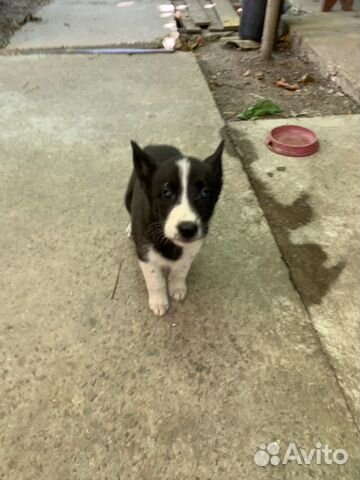 Русская европейская лайка