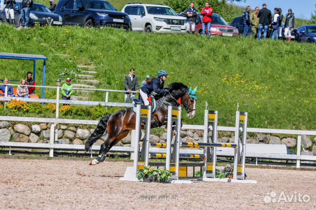 Случка с жеребцом