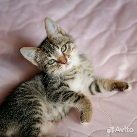 Котенок в добрые руки