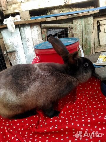 Советский мардер на племя