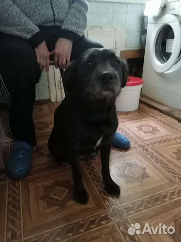 Дратхаар бесплатно