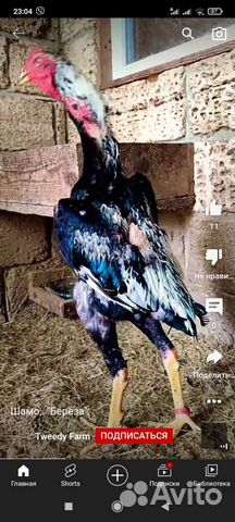 Бойцовые петухи шамо