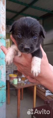 Щенки в добрые руки