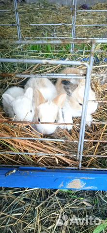 Декоративные кролики