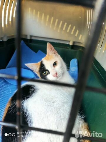 Котята бесплатно