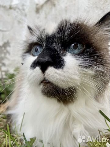 Котик с нереально красивыми глазками