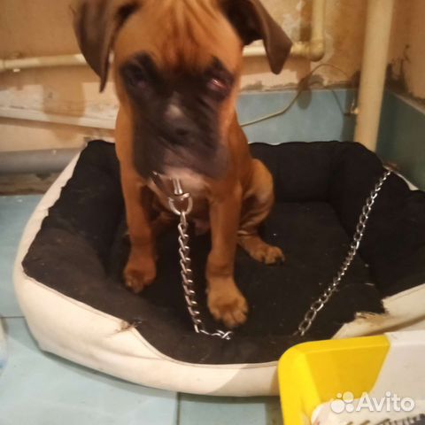 Продам боксера