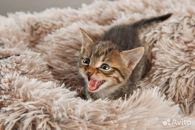 Котёнок ищет дом