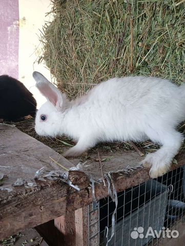 Кролики на развод