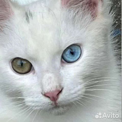 Турецкая ангора мальчик 7мес