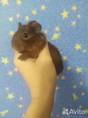 Морская свинка сатиновый красный классный