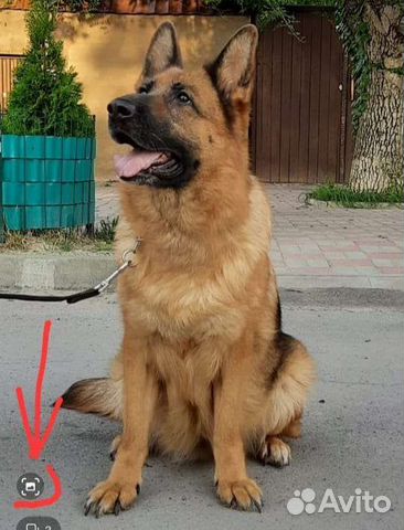 Племенная немка