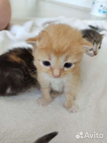 Кошка