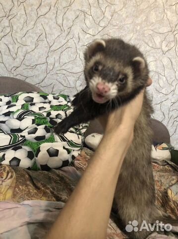 Домашний хорек с клеткой