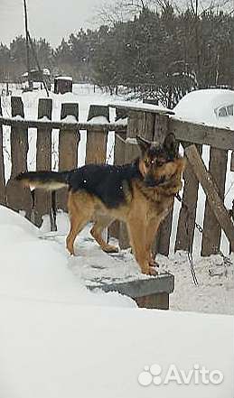 Собака кобель 2 года немецкая овчарка