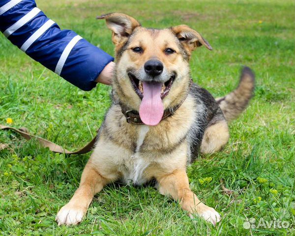 Собака в добрые руки