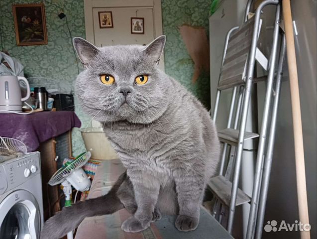 Британская кошка бесплатно