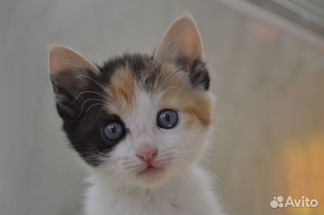 Котенок Виола в добрые руки
