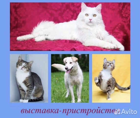 Кошки. Выставка кошек в Москве