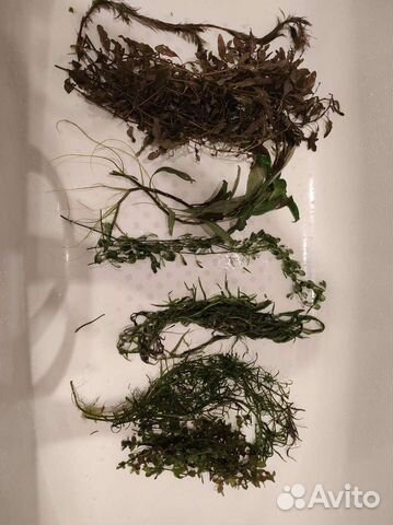 Прополка растения