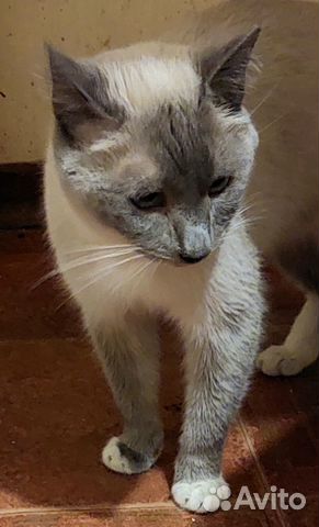 Котик Тайчик ищет семью