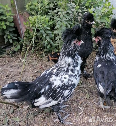 Павловские петушки