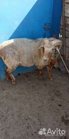 Овцы бараны