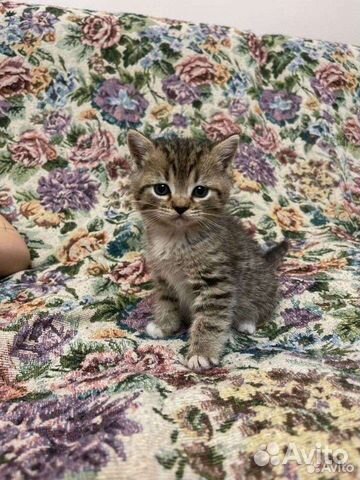 Котенок Риччи 2мес шотландский метис