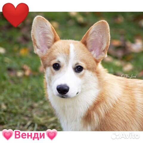 Щенок вельш корги пемброк Венди